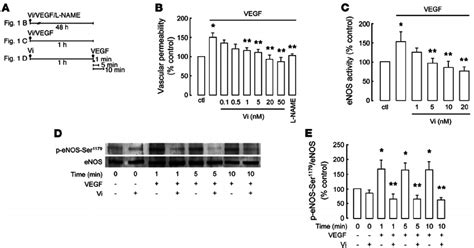 Vasoinhibins Vi Prevent Vegf Induced Vasopermeability Enos Activity Download Scientific