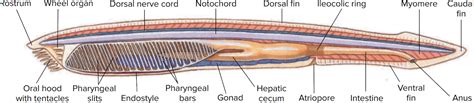 Write A Note Of Amphioxus With A Diagram Class 11 Biology Cbse