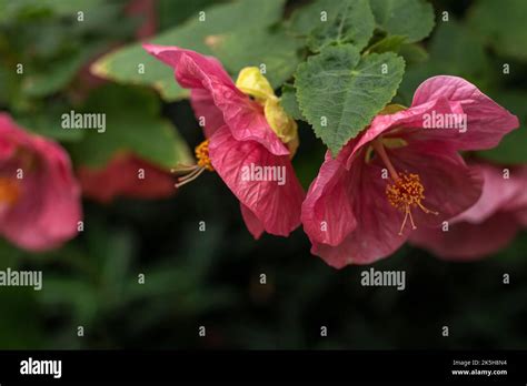 Redvein Abutilon Or Abutilon Pictum Disputed Red Vein Indian Mallow
