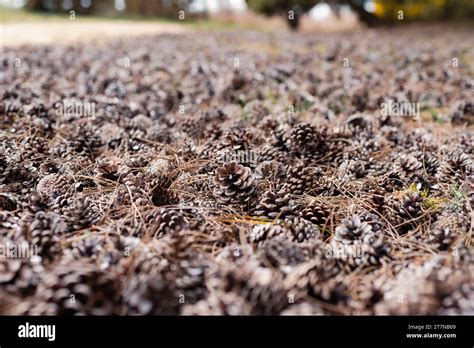 A Cluster Of Pine Cones Lie On The Ground In Rendlesham Forest In Suffolk England In The Uk