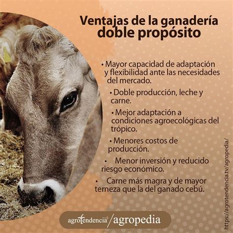 Agrotendencia La Ganadería De Doble Propósito Gdp