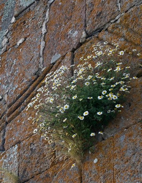 გერგეტის სამება Cagu Flickr