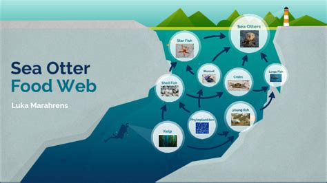 Sea Otter Food Web By Littleluckyluky On Prezi