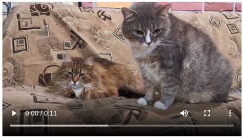 how to detect objects in videos in a web browser using yolov8 neural