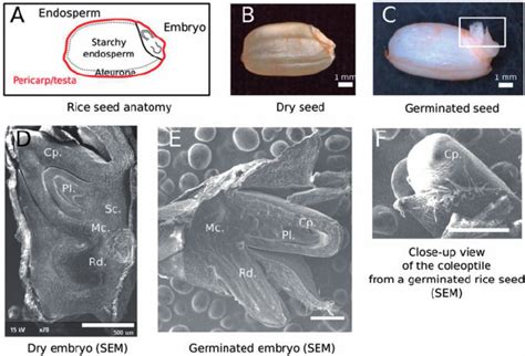 Rice Seed Anatomy During Germination Sensu Stricto A Scheme Of Rice Download Scientific