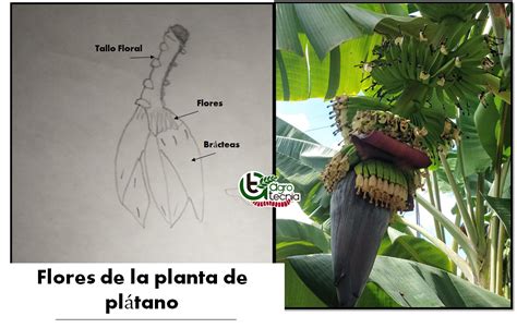 El Cultivo De Plátano Capítulo I Morfología De La Planta