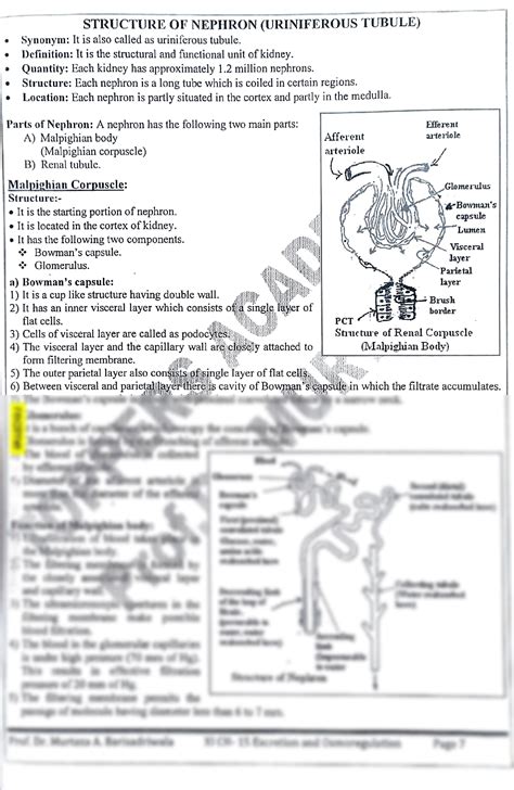 SOLUTION Structure Of Nephron Studypool