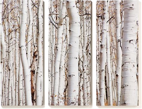 Tcraft Birch Tree Wall Art Birch Tree Canvas In 3 Panels