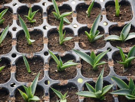 How To Plant Blue Agave Pups At Patricia Bartholomew Blog