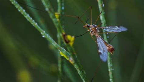 ¿cuáles Son Los Insectos Que Salen Con La Lluvia Y Cómo Eliminarlos