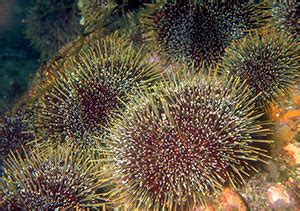 Sea Urchin Kina Discovery Of Sound In The Sea