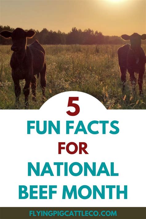 5 Fun Facts For National Beef Month Different Types Of Beef Cattle