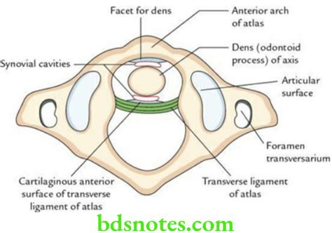 Atlantoaxial Joint Anatomy Bds Notes Atlantoaxial Joint Anatomy Bds Notes