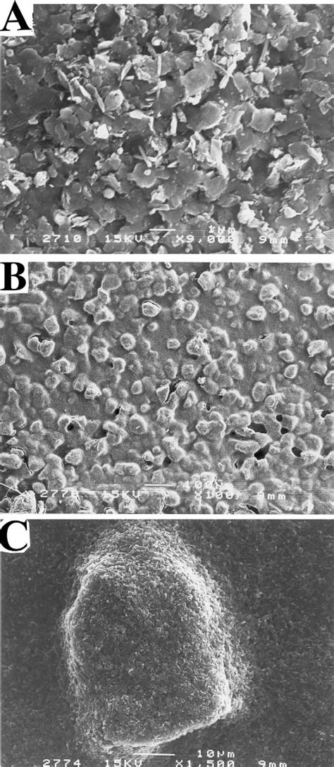 A Sem Photograph Of A Au±pd Coated Oriented Clay Fraction Showing