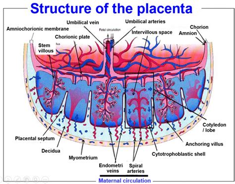 Placenta Definition Anatomy And Functions