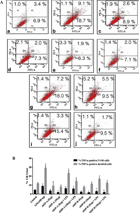 Intracellular Tnf ␣ Production By Murine Decidual Macrophages Download Scientific Diagram