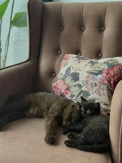 Cutecameltoe Photos Download The Best Free Cutecameltoe Stock