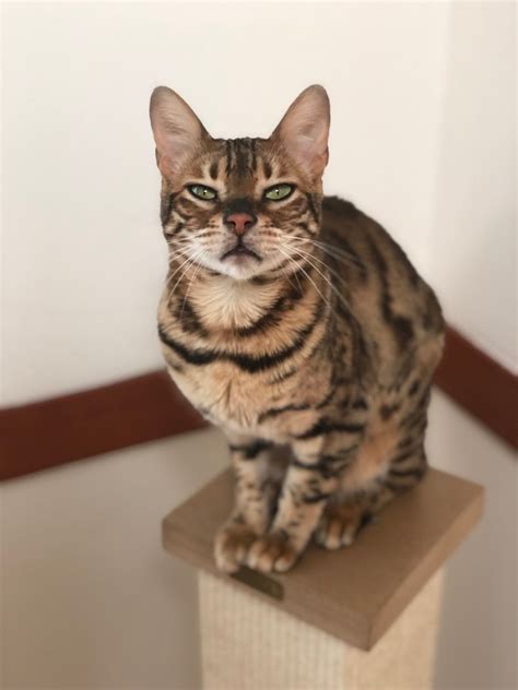 뱅갈고양이캐터리 뱅갈고양이 이쁜 사진 네이버 블로그 뱅갈고양이캐터리 뱅갈고양이 이쁜 사진 네이버 블로그