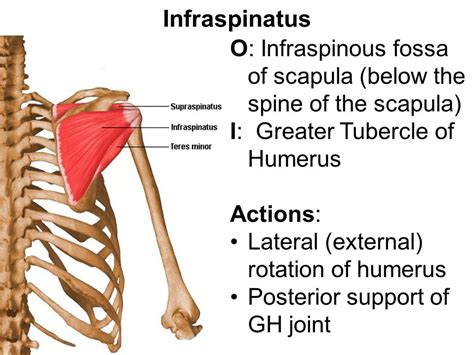 Rotator Cuff Muscles Ppt Video Online Download