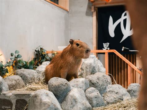 Capybara Cafe Moffu Tokyo Klook