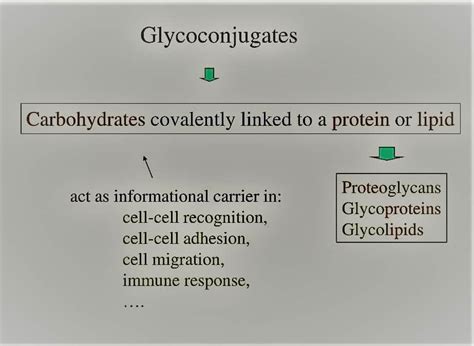 Glycoprotein Meaning