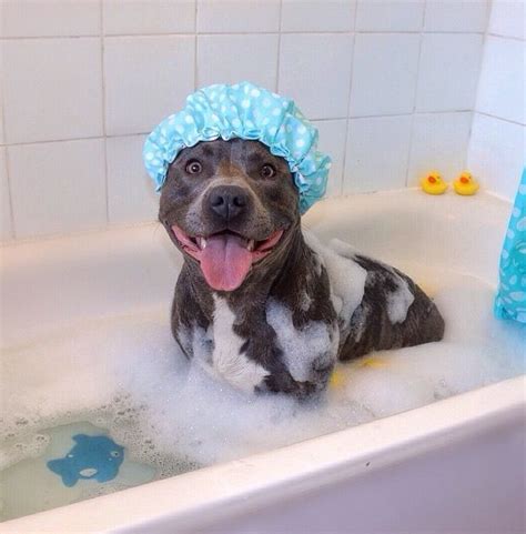 Pit Bull Pit Bull Terrier Puppies Pit Bull Dog Pit Bull Dog Breed