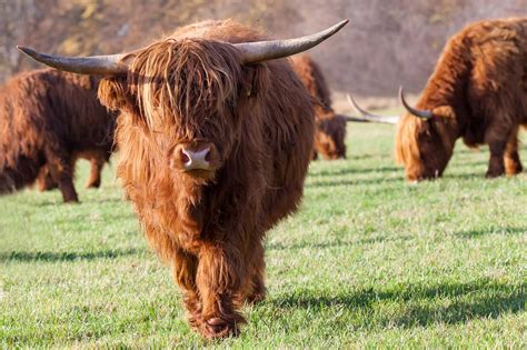 7000 Free Highland Cattle And Cow Images Pixabay