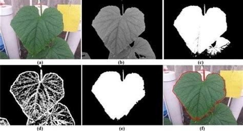 image segmentation of tree leaf download scientific diagram