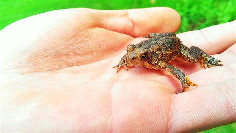 Found An Angry Toad Imgur