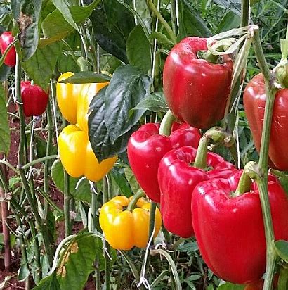 초보자를 위한 효과적인 파프리카 재배 가이드