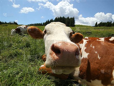 用鱼眼镜头拍摄牛鼻子 用鱼眼镜头拍摄牛鼻子