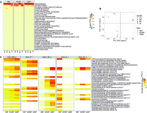 functional analysis of the three bps a heatmap of the most active kegg