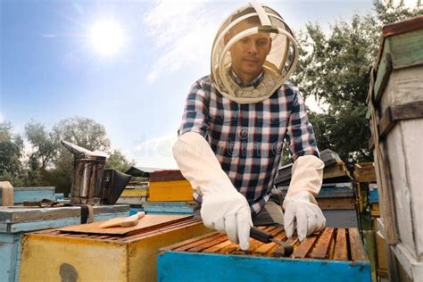 Beekeeper Tomando Marco De La Colmena En El Colmenar. Miel Cosechadora Imagen de archivo ...