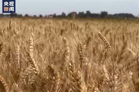 චීනයේ තිරිඟු අස්වනු බිම් ප්‍රමාණය හෙක්ටර් මිලියන 19 8 ඉක්මවයි