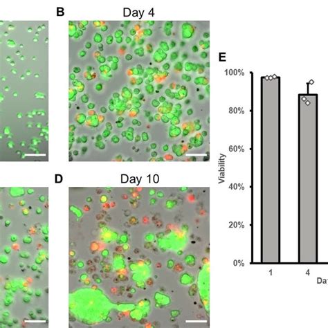 Hek Cell Viabilities Following Encapsulation Into Layers Using Rifle