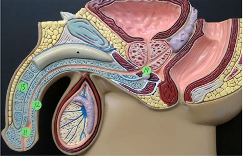 Part 2 Diagram Quizlet