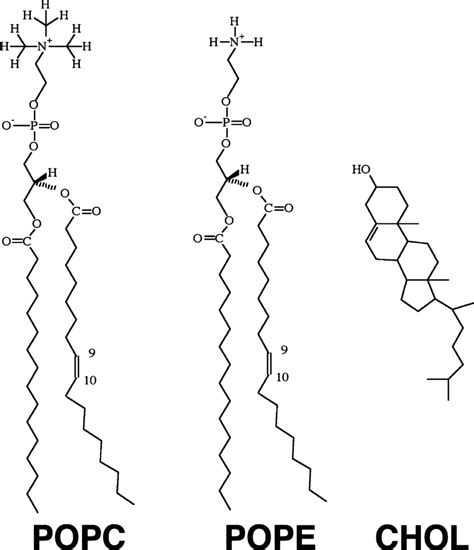 Molecular Structures Of Popc Pope And Cholesterol Download Scientific Diagram