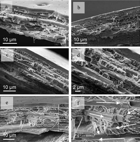 Figure 3 From Investigation On Microstructure Of Beetle Elytra And Energy Absorption Properties