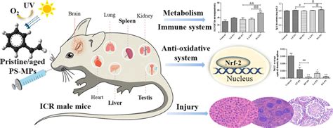 Effects Of Pristine And Aged PS Exposure On The Mouse Organs Download Scientific Diagram