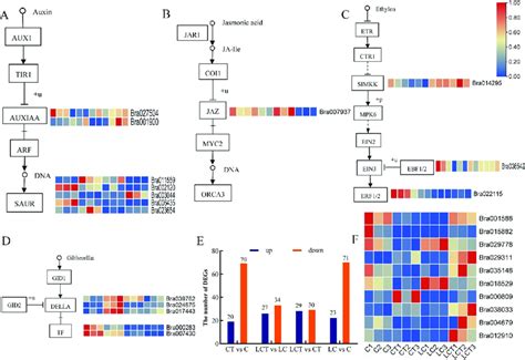 Hormone Metabolic Pathway And Heat Map Of Related Transcription