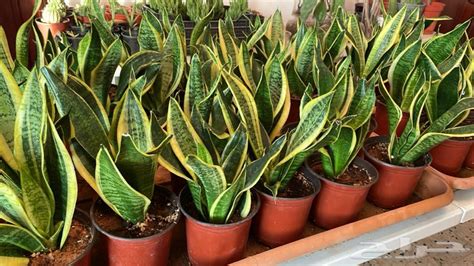 صبار جلد النمر هولندي المنشاء ماركن حجم 15 سم موقع حراج