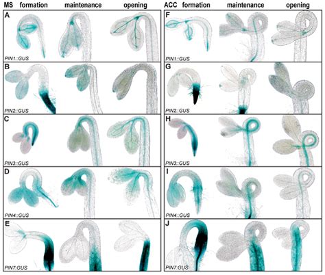 Differentially Expressed Auxin Efflux Carriers In Control And