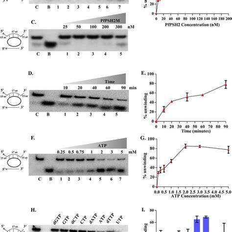 Rna Helicase Activity Assay A Rna Helicase Activity Of Pfpsh2 Lanes
