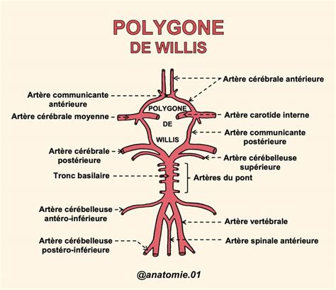 Polygone De Willis Anatomie Anatomie Du Cerveau Anatomie Artère