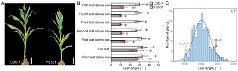 Genetic Basis And Exploration Of Major Expressed Qtl Qla2 3 Underlying Leaf Angle In Maize
