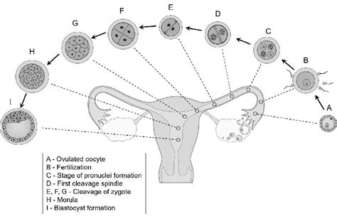 Assisted Reproductive Technologies Patient Education Booklet ReproductiveFacts Org