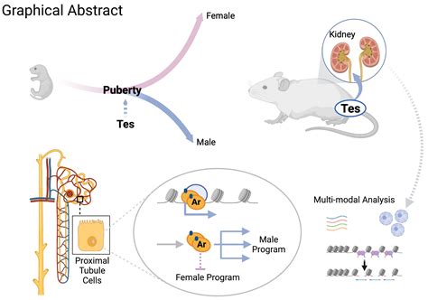 Paper Accepted Sex Differences In The Mammalian Kidney Lingyun Ivy