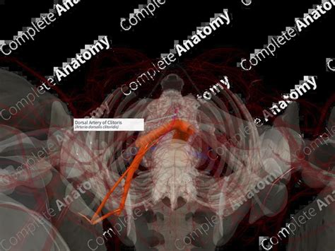 Dorsal Artery Of Clitoris Right Complete Anatomy