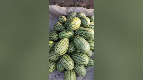 2 Color Tormuj Er Dam Foryourpage Myself Love Reality Support Fruits Tormuj Reels Youtube