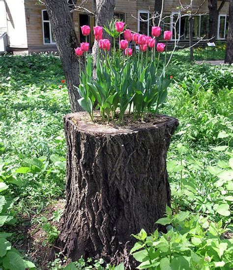 14 Interesting Ideas How To Decorate Your Garden With Tree Stumps